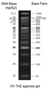 DNA Ladder 50 bp ready-to-use | Bioswisstec