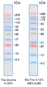 Protein Marker/ Protein Ladder wide range (6,5 – 270 kDa) | Bioswisstec
